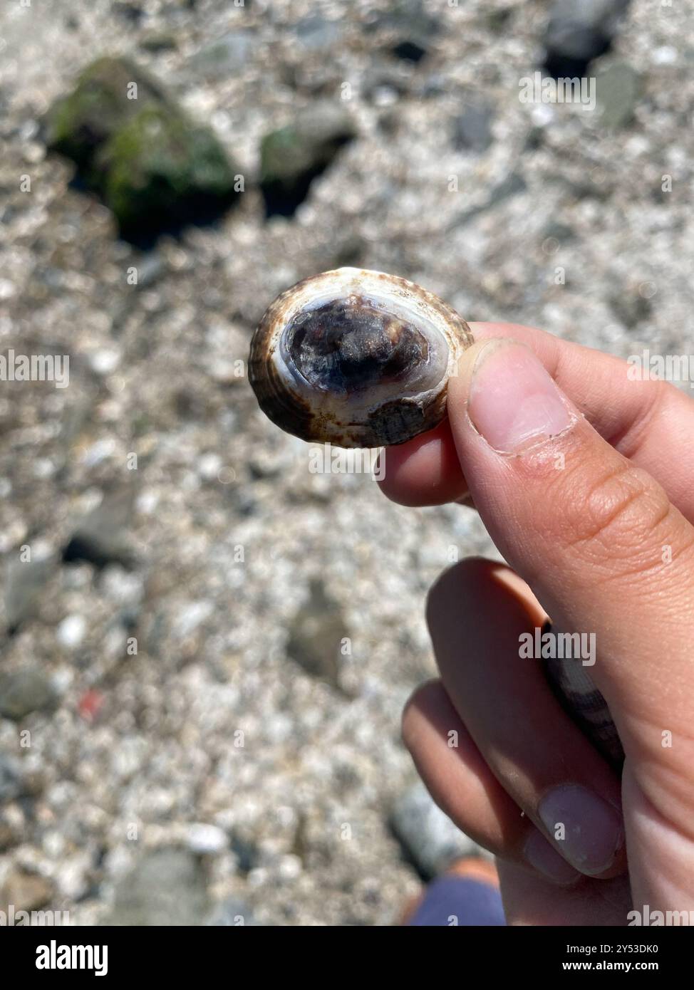 Mask Limpet (Lottia persona) Mollusca Stock Photo - Alamy