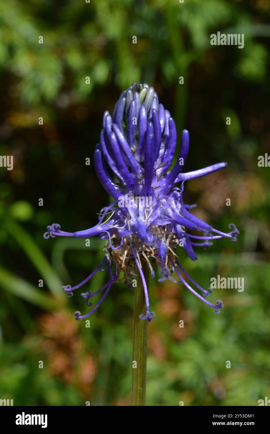 Betony-leaved Rampion (Phyteuma betonicifolium) Plantae Stock Photo - Alamy