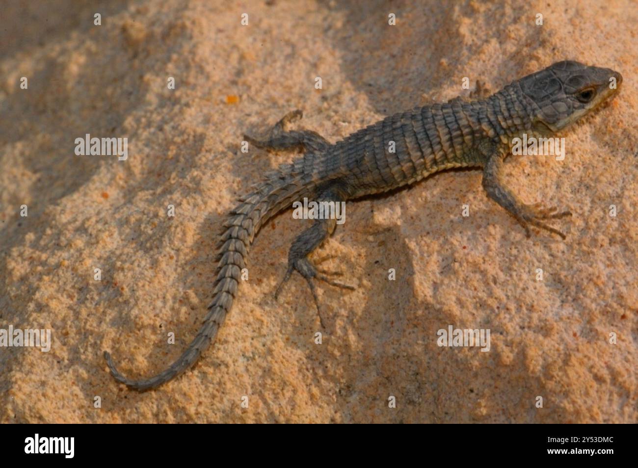 Cape Girdled Lizard (Cordylus cordylus) Reptilia Stock Photo - Alamy