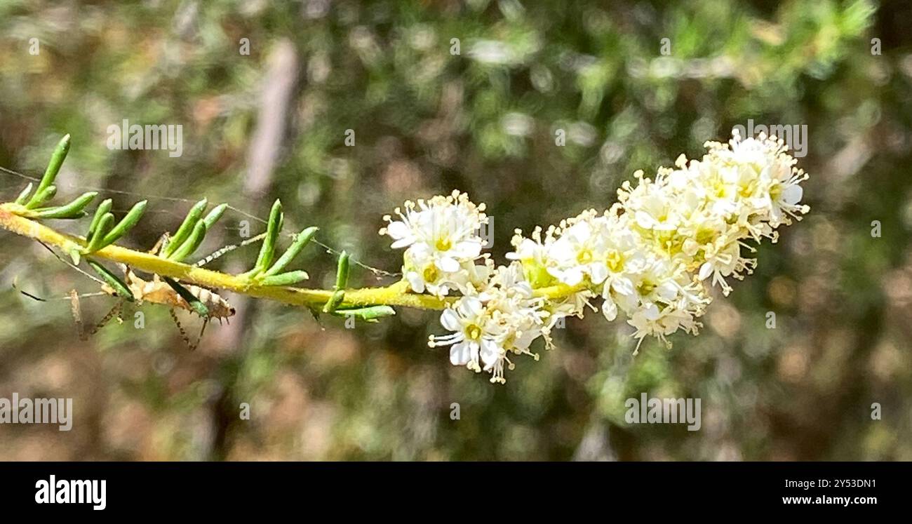 chamise (Adenostoma fasciculatum) Plantae Stock Photo - Alamy