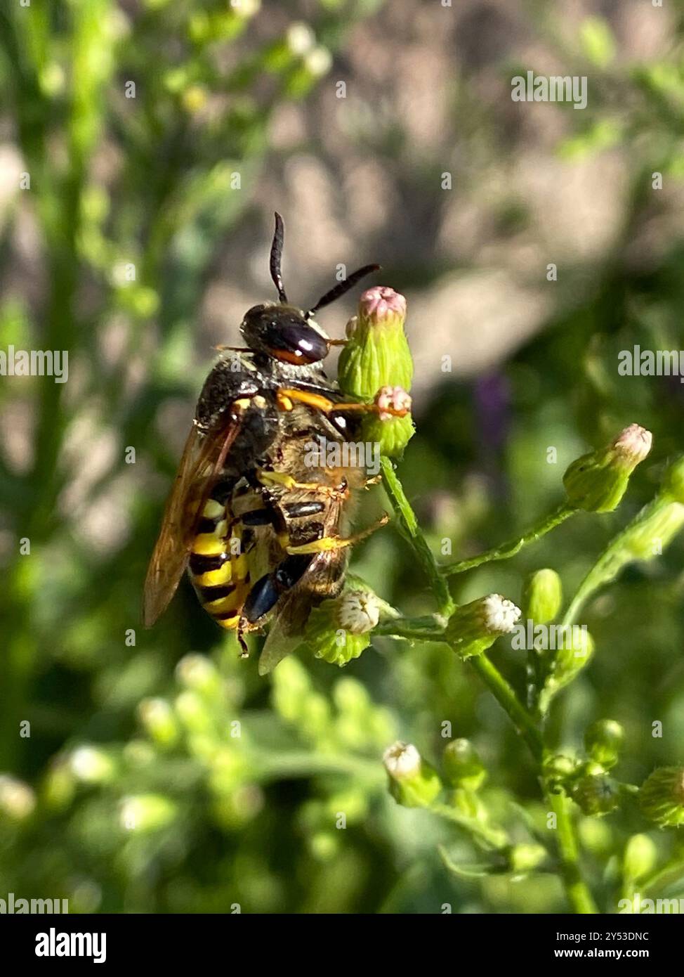 European beewolf (Philanthus triangulum) Insecta Stock Photo - Alamy