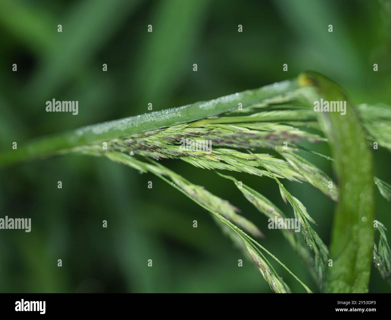 grasses (Poaceae) Plantae Stock Photo - Alamy