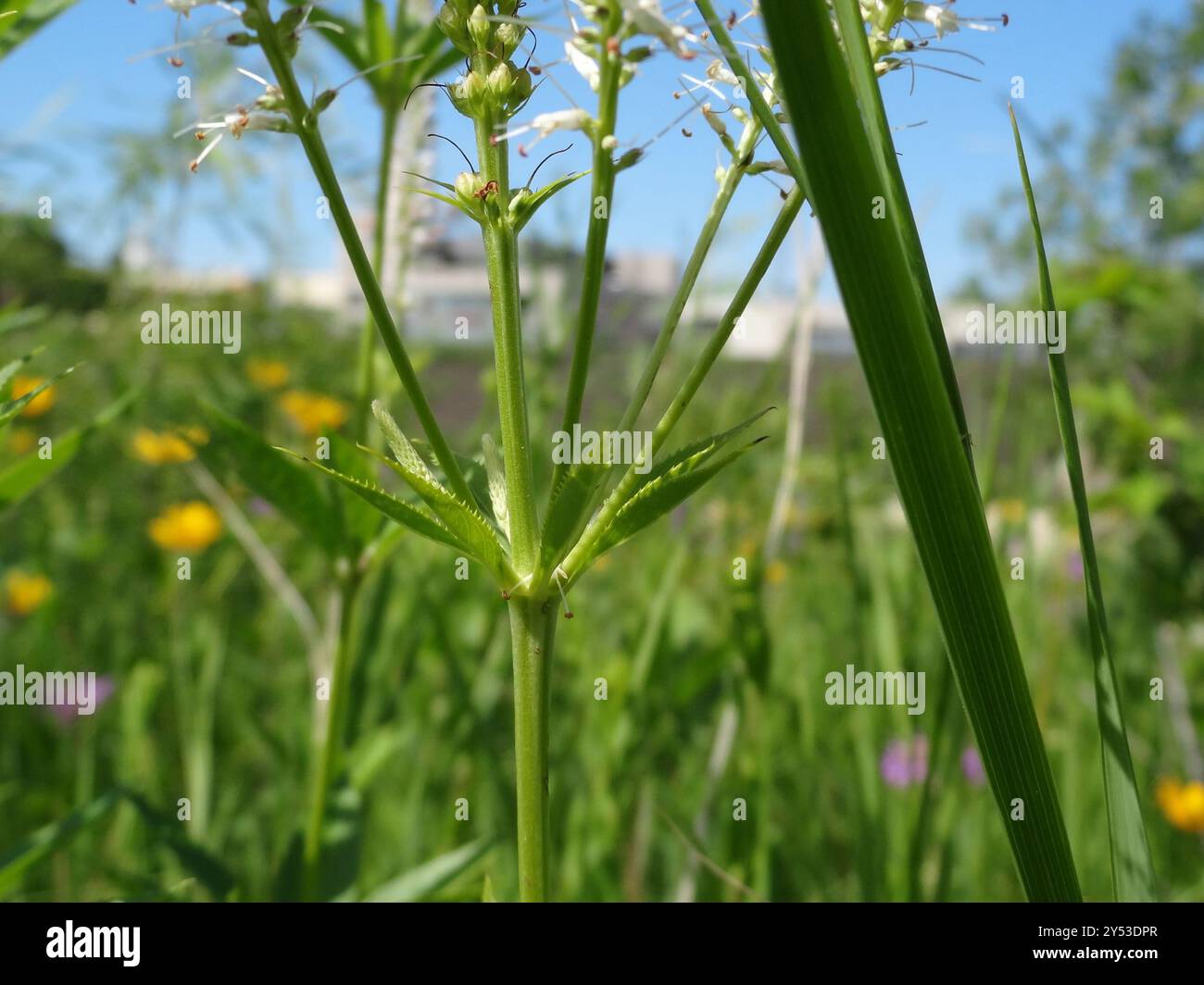 Culver's root (Veronicastrum virginicum) Plantae Stock Photo - Alamy