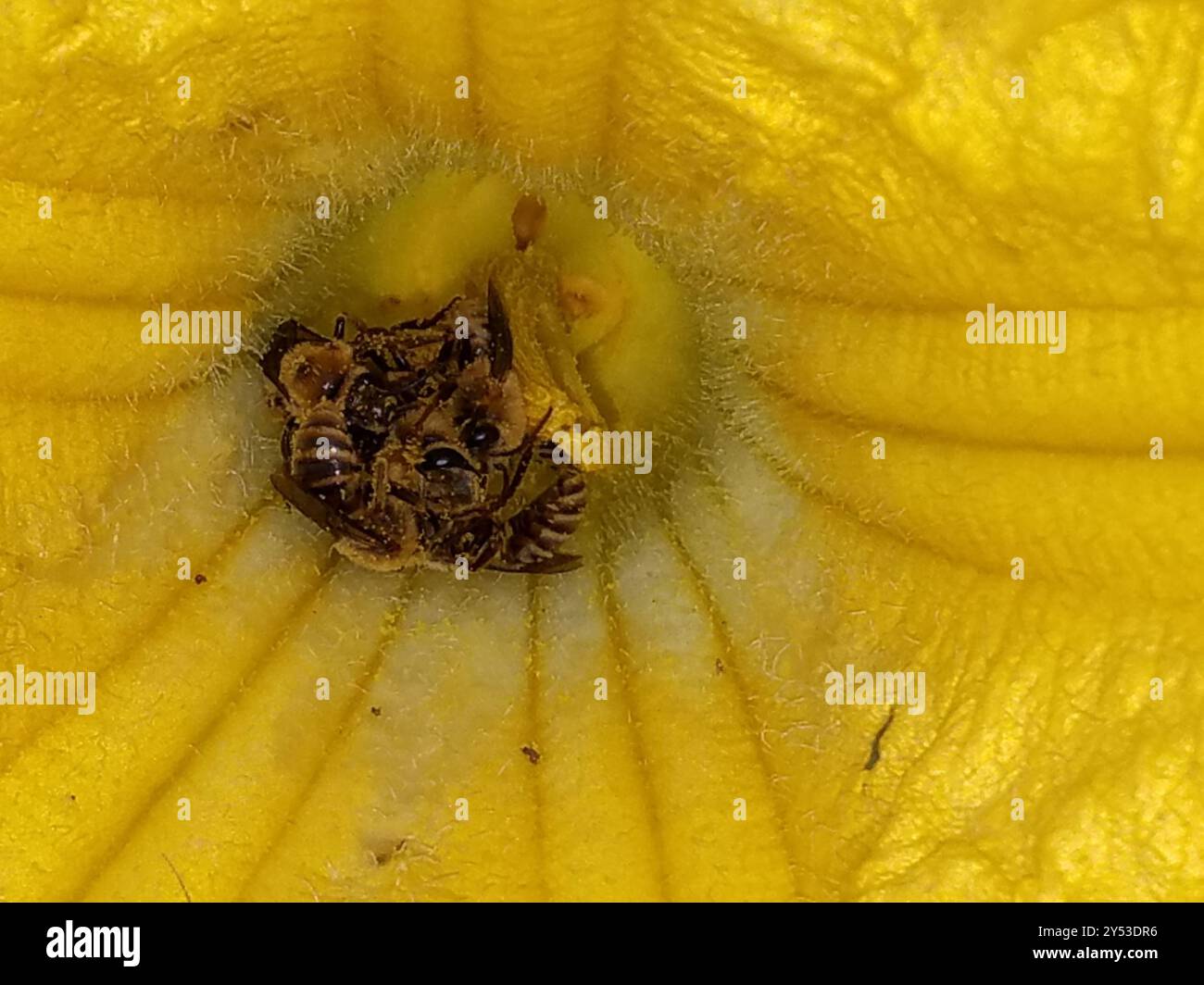 Pruinose Squash Bee (Peponapis pruinosa) Insecta Stock Photo - Alamy