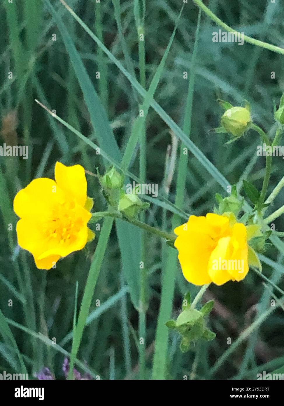 slender cinquefoil (Potentilla gracilis) Plantae Stock Photo - Alamy