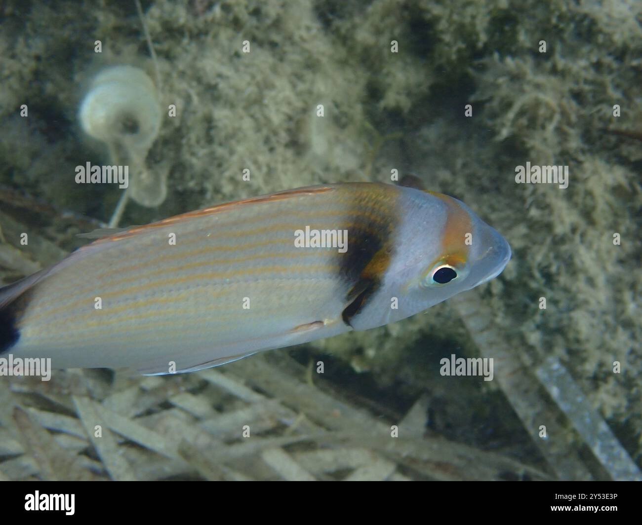 Common Two-banded Seabream (Diplodus vulgaris) Actinopterygii Stock ...
