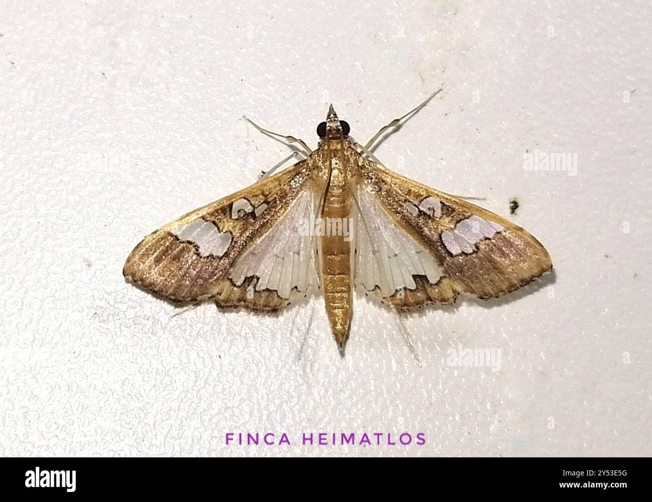 Maruca hi-res stock photography and images - Alamy