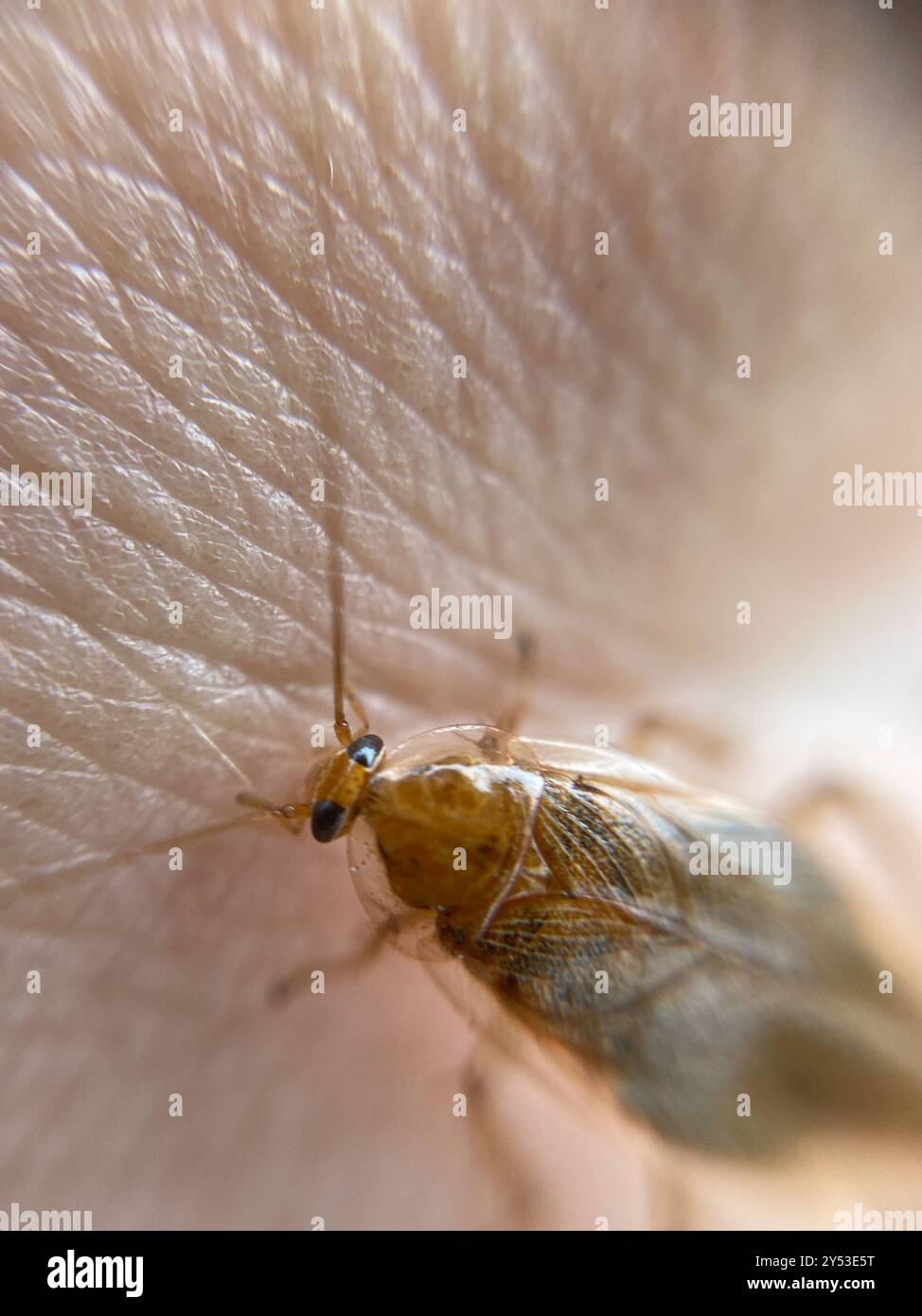 Amber Wood Cockroach (Ectobius vittiventris) Insecta Stock Photo - Alamy