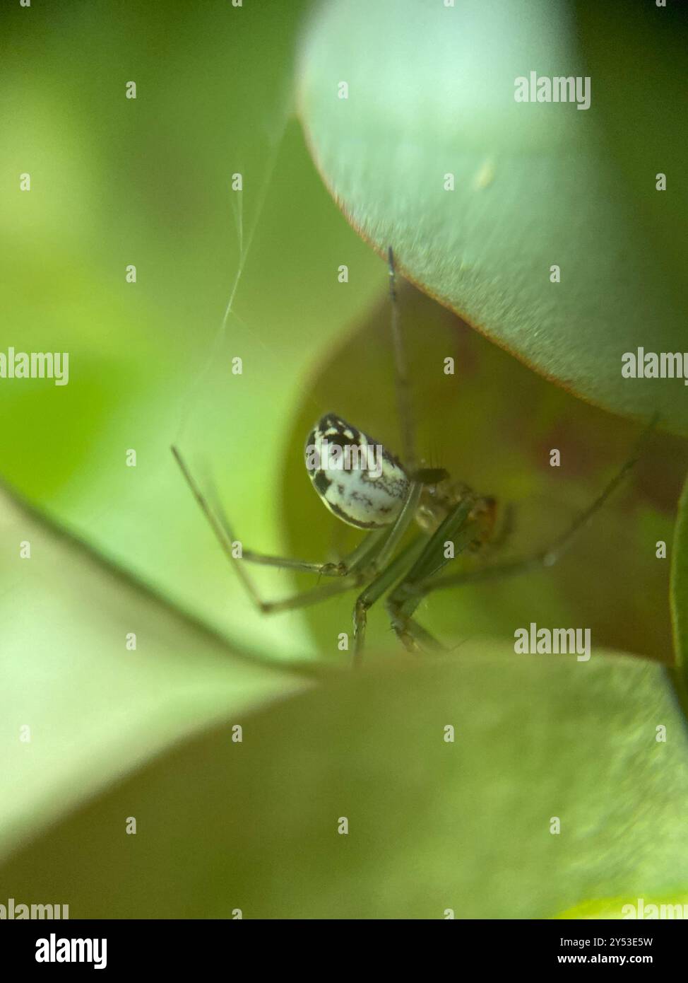 Emphana hi-res stock photography and images - Alamy