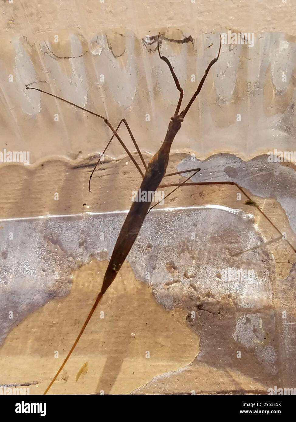 Brown Waterscorpion (Ranatra fusca) Insecta Stock Photo - Alamy