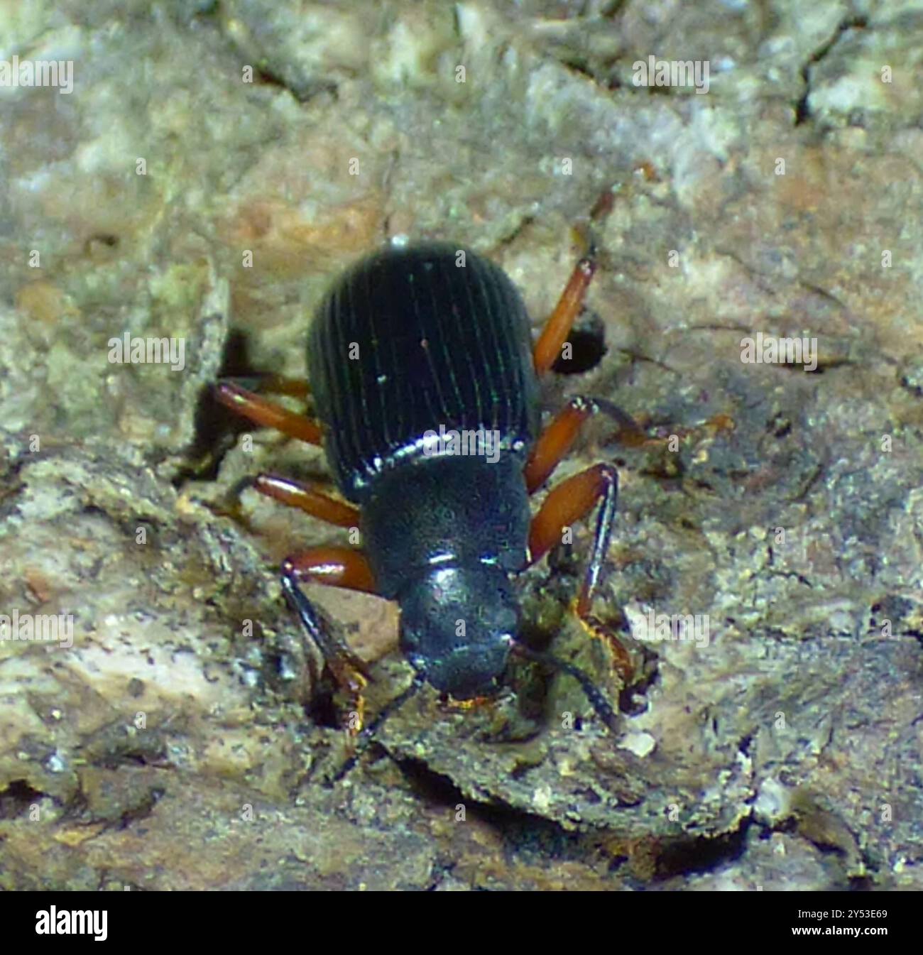 Decaying Darkling Beetle (Xylopinus saperdoides) Insecta Stock Photo ...