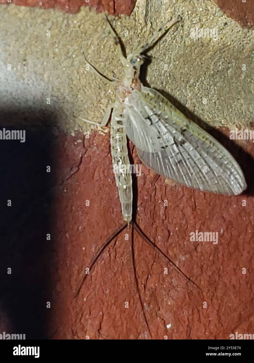 Burrowing Mayflies (Ephemeridae) Insecta Stock Photo - Alamy