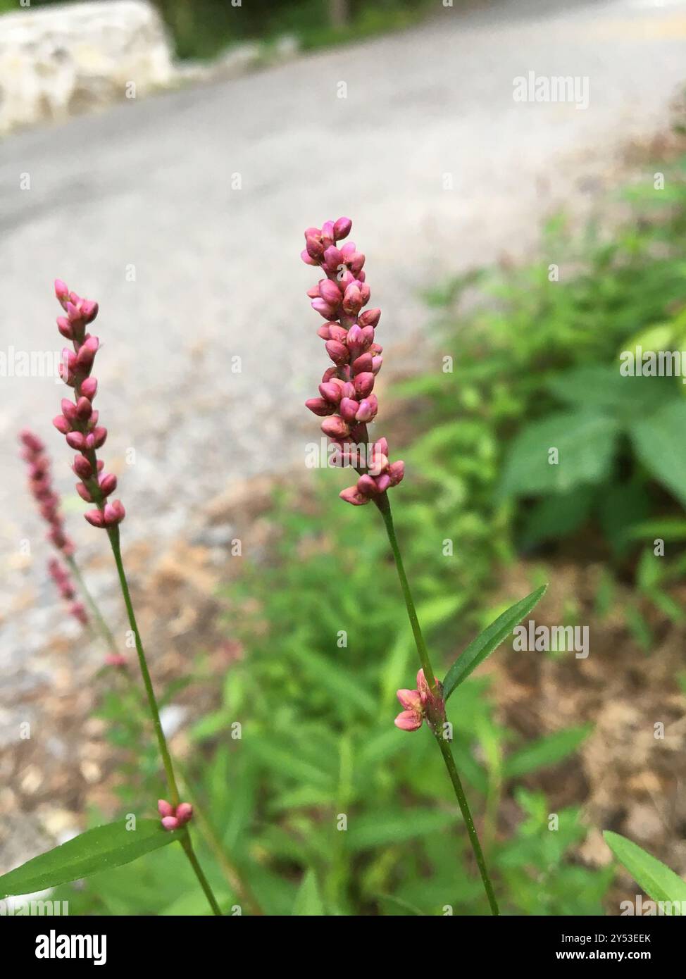 low smartweed (Persicaria longiseta) Plantae Stock Photo - Alamy