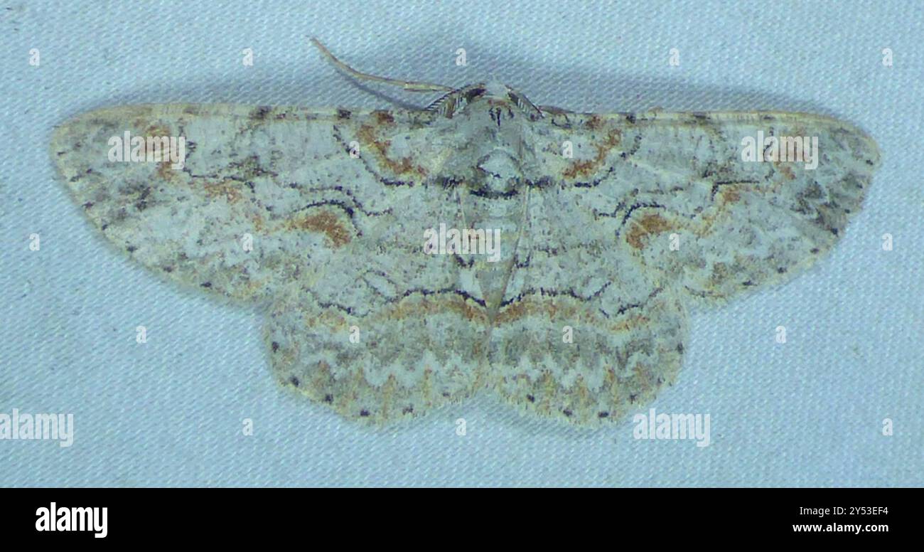 Brown-shaded Gray (Iridopsis defectaria) Insecta Stock Photo - Alamy