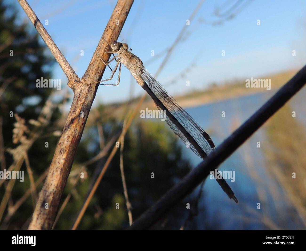 Siberian Winter Damsel (Sympecma paedisca) Insecta Stock Photo - Alamy