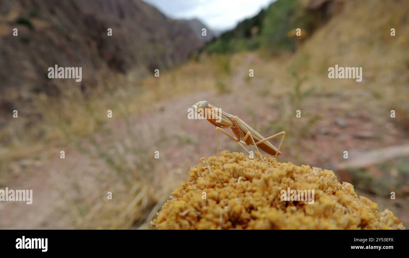 Iris Mantises (Iris) Insecta Stock Photo - Alamy