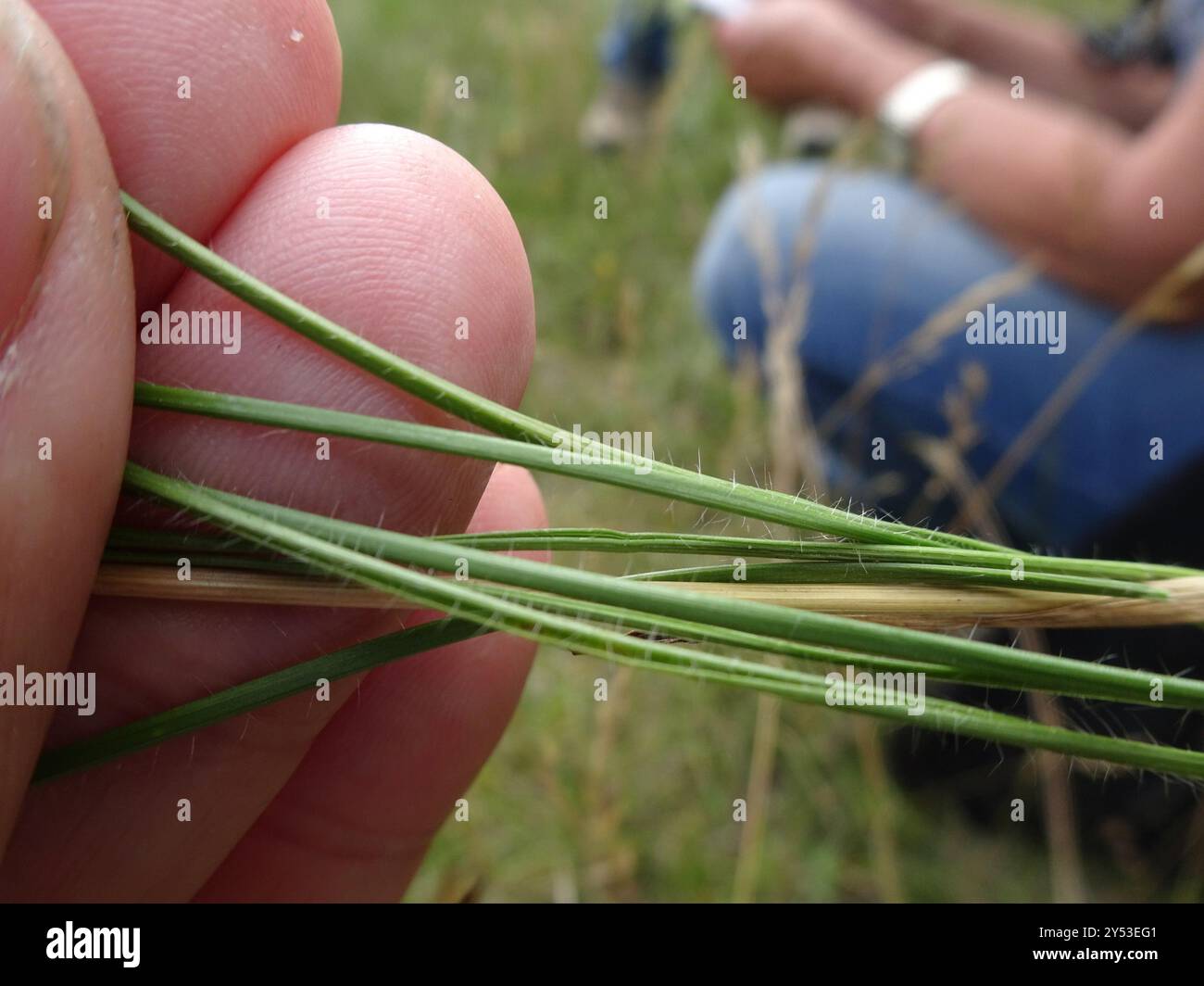 Upright Brome (Bromus erectus) Plantae Stock Photo - Alamy