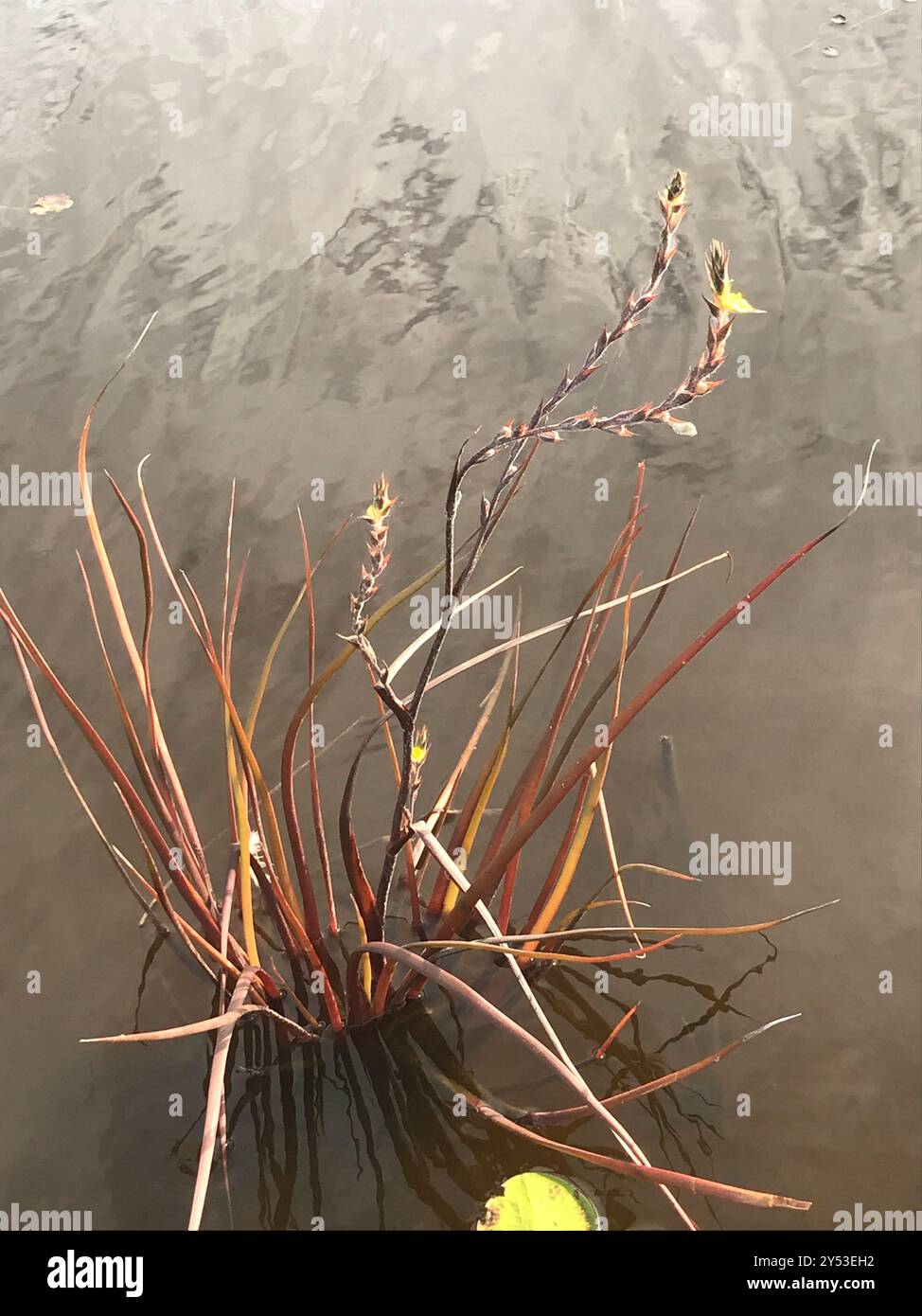 woolly frog's-mouth (Philydrum lanuginosum) Plantae Stock Photo - Alamy