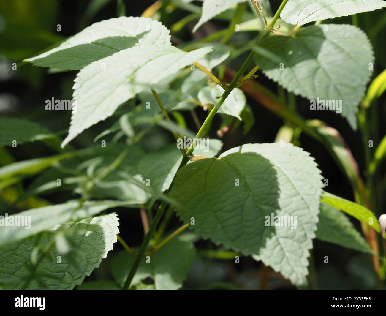 false nettle (Boehmeria cylindrica) Plantae Stock Photo - Alamy