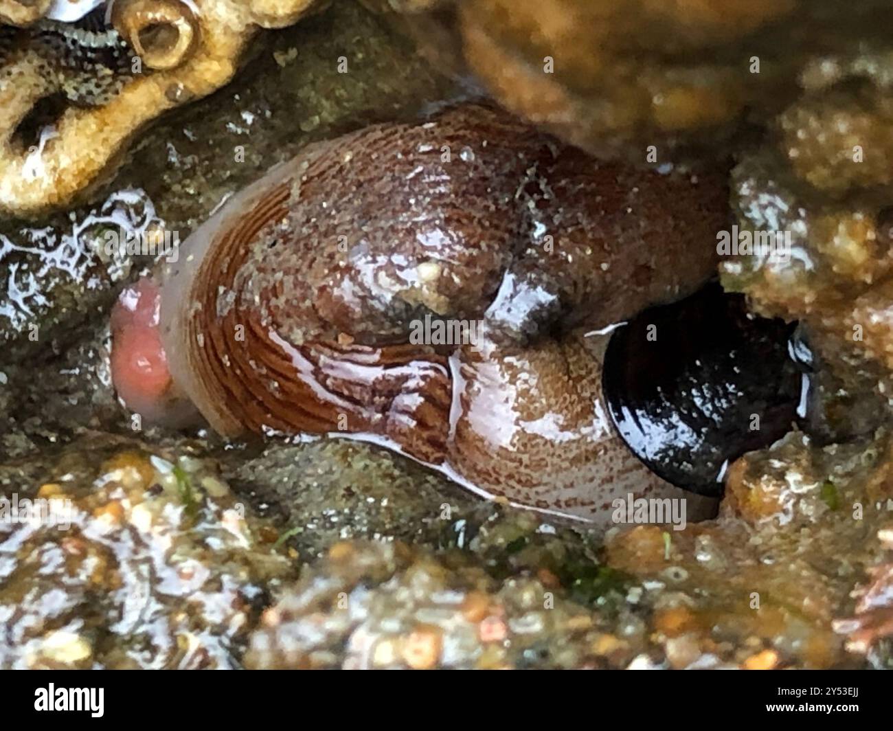 Rough Piddock (Zirfaea pilsbryi) Mollusca Stock Photo - Alamy