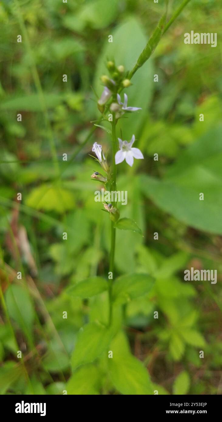 Indian tobacco (Lobelia inflata) Plantae Stock Photo - Alamy