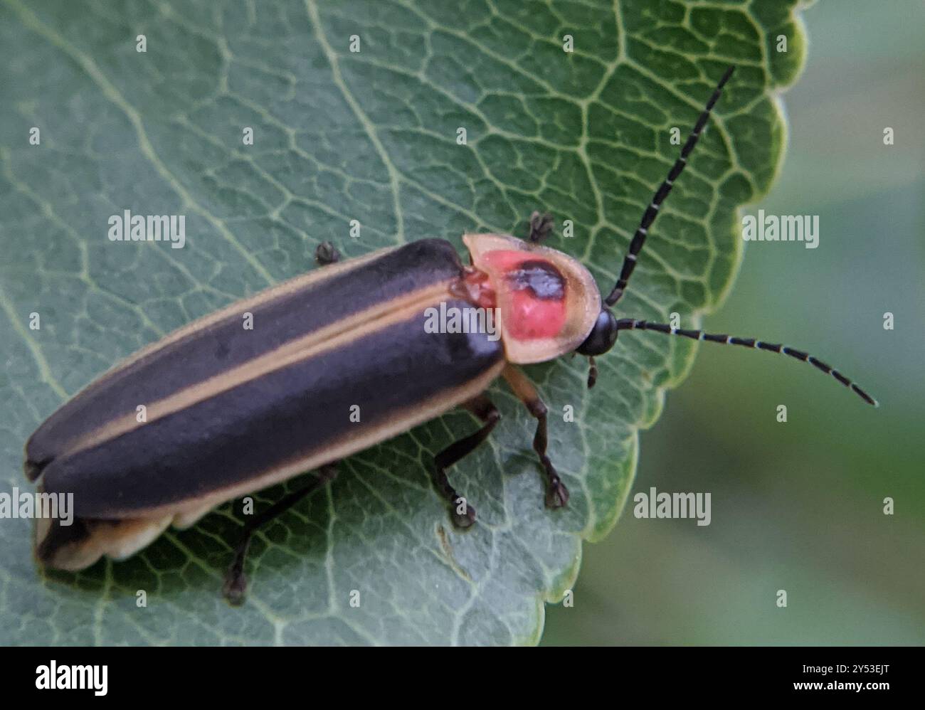 Common Eastern Firefly (Photinus pyralis) Insecta Stock Photo - Alamy