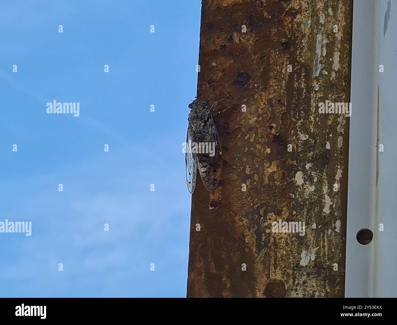 Ash Cicada (Cicada orni) Insecta Stock Photo - Alamy