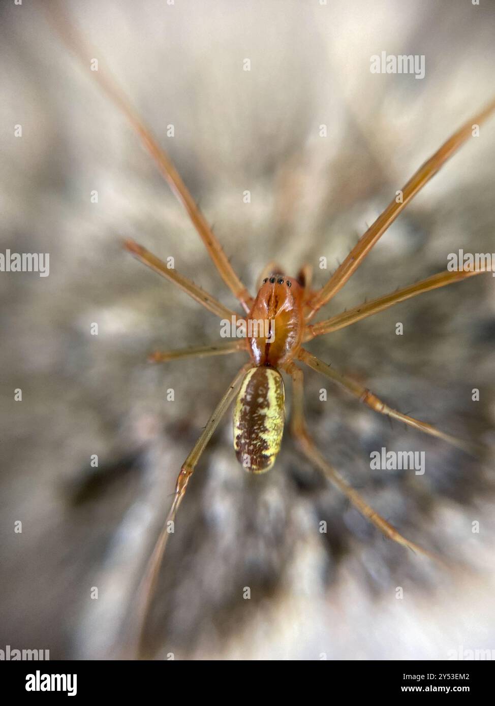 Sheetweb Spiders (Linyphia) Arachnida Stock Photo - Alamy