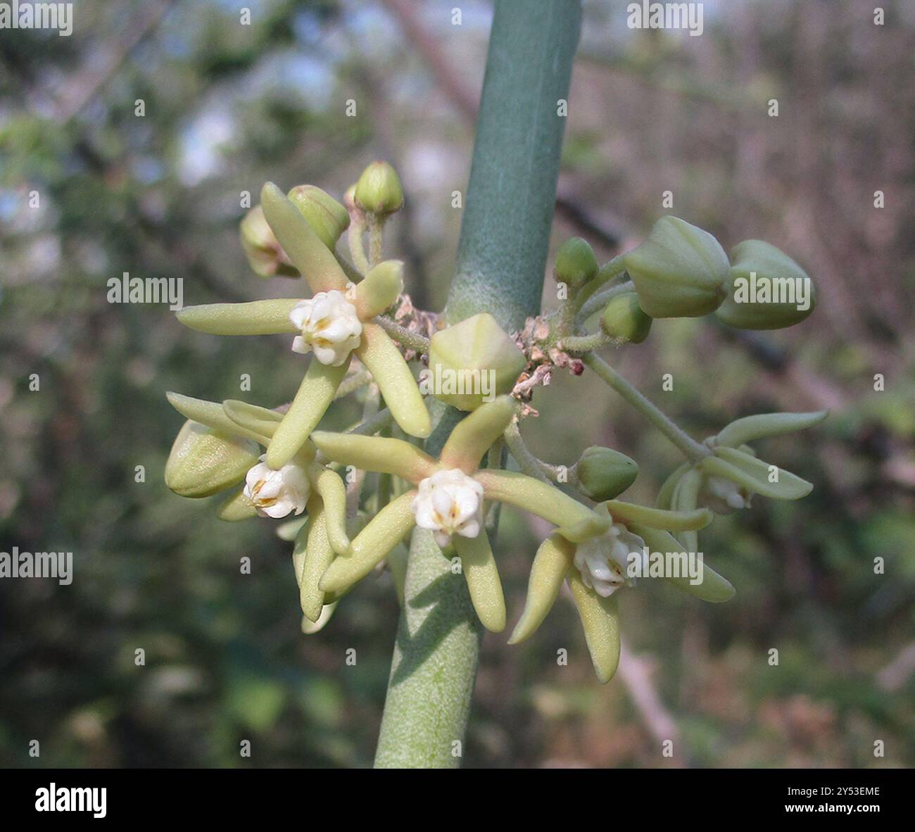 Caustic Vine (Cynanchum viminale) Plantae Stock Photo - Alamy