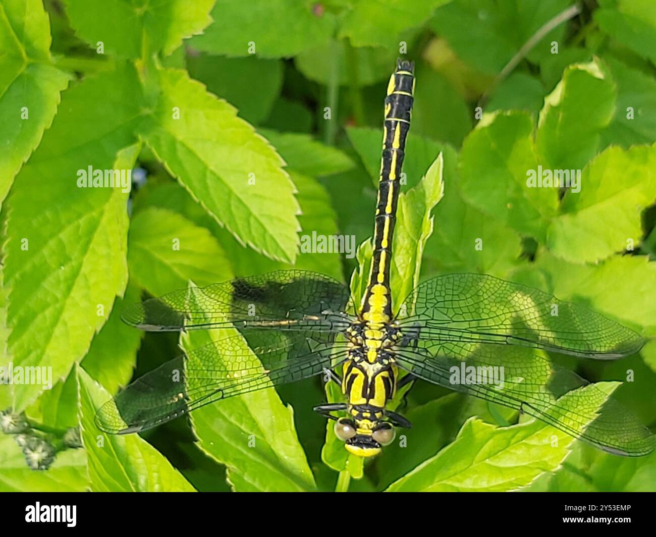 Common Clubtail (Gomphus vulgatissimus) Insecta Stock Photo - Alamy