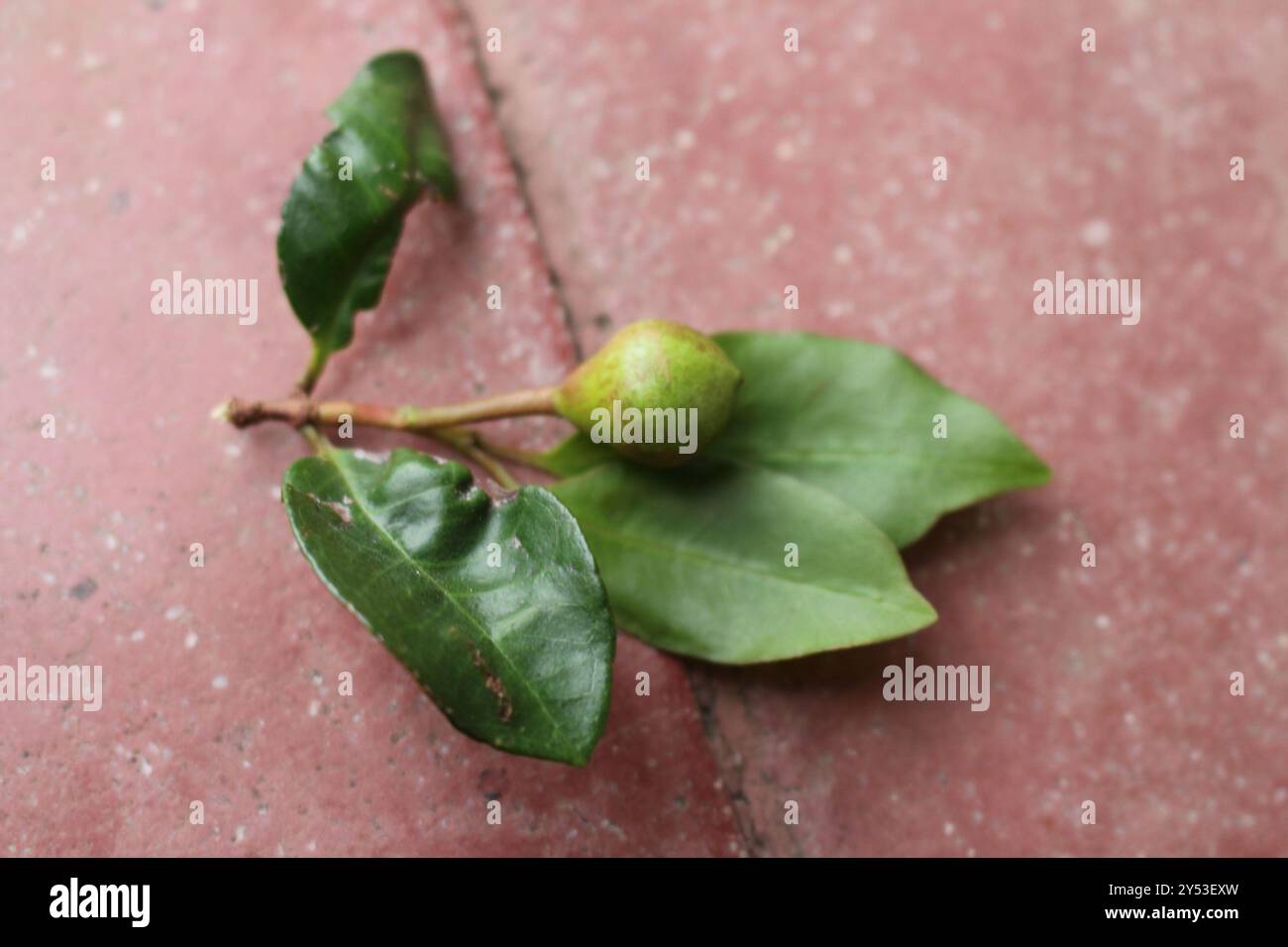 Costa Rican guava (Psidium friedrichsthalianum) Plantae Stock Photo - Alamy