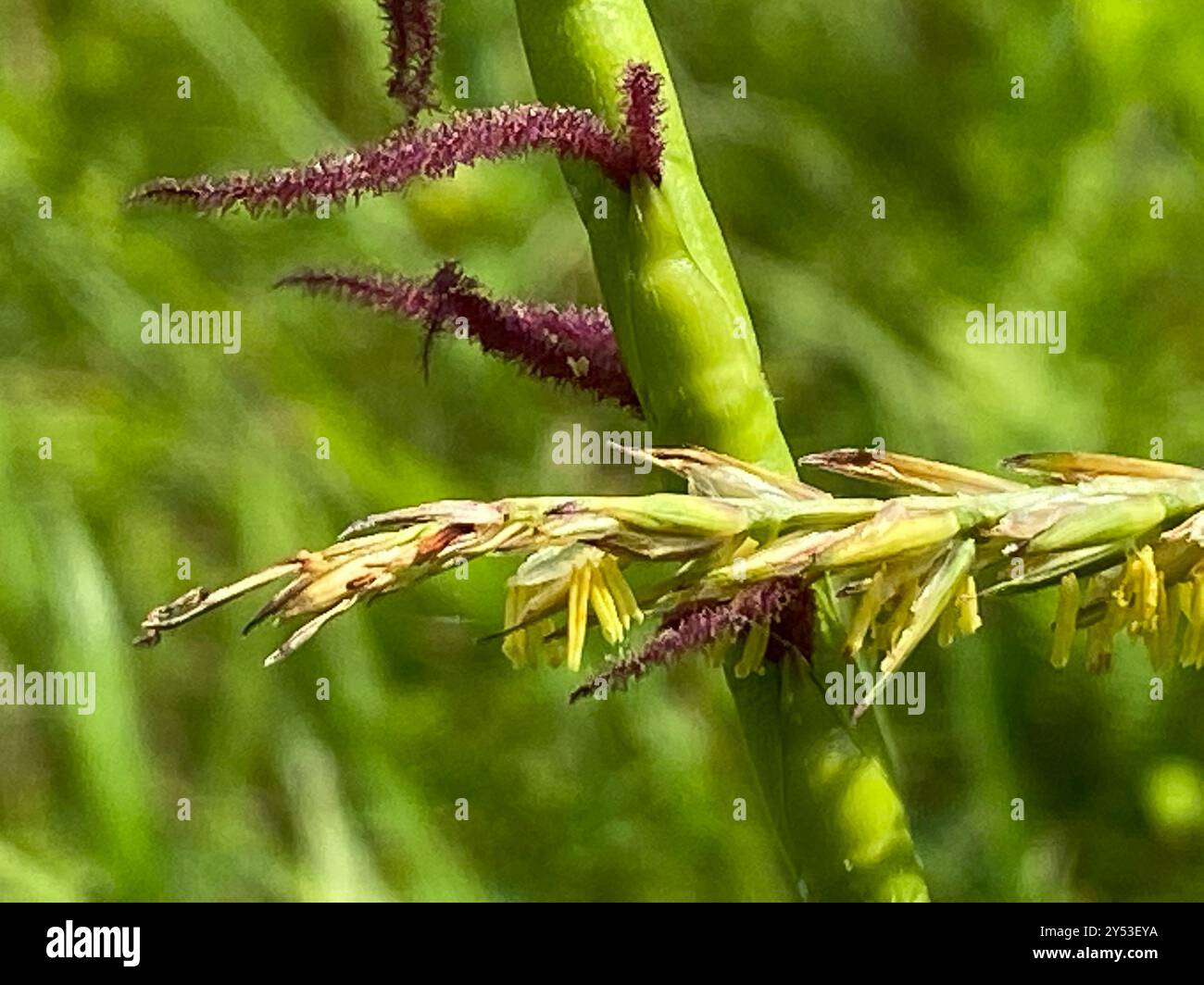 eastern gamagrass (Tripsacum dactyloides) Plantae Stock Photo - Alamy