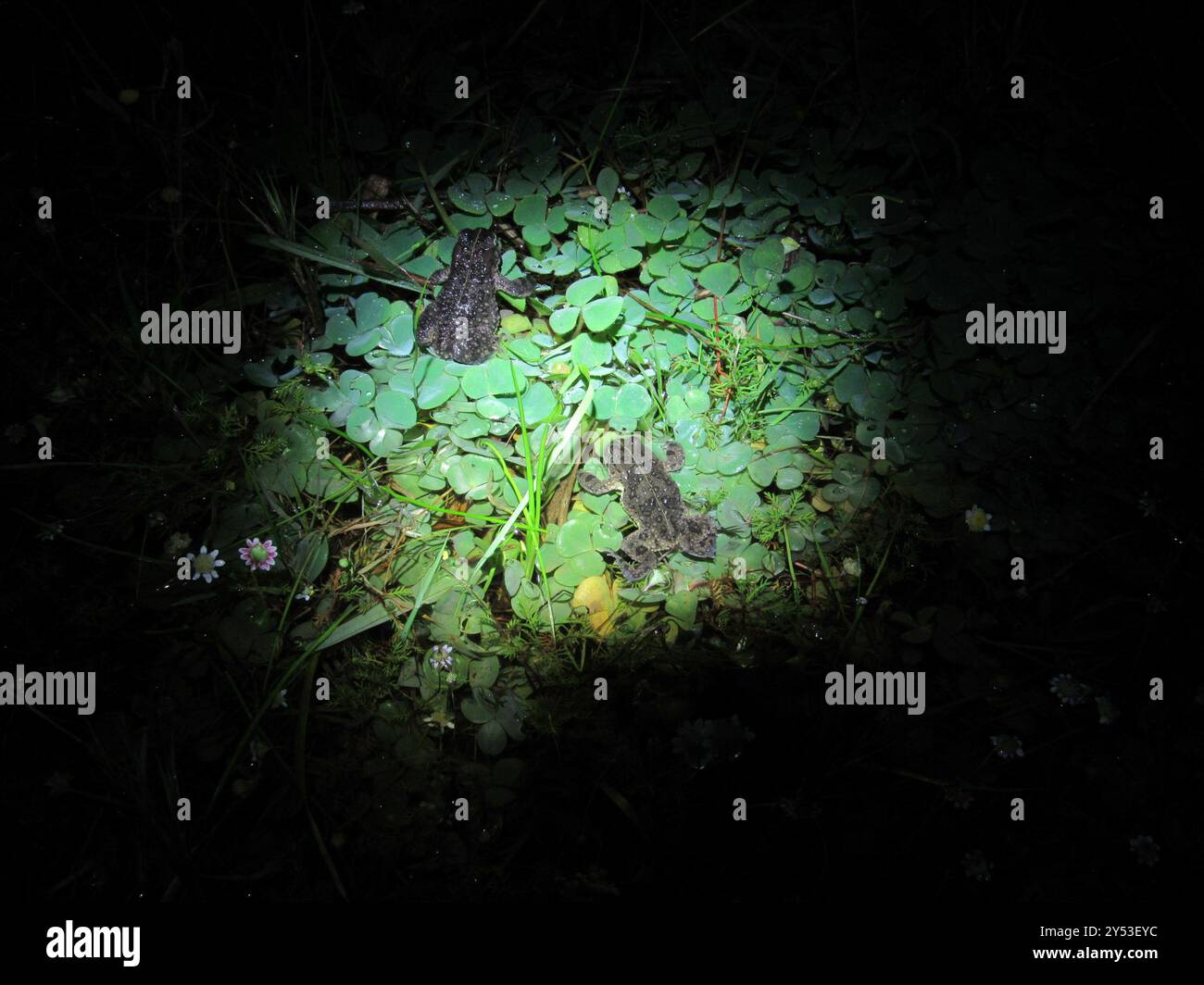 Sand Toad (Vandijkophrynus angusticeps) Amphibia Stock Photo - Alamy