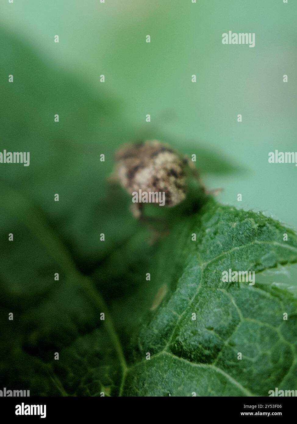 Peach Root Weevil (Pseudoedophrys hilleri) Insecta Stock Photo - Alamy