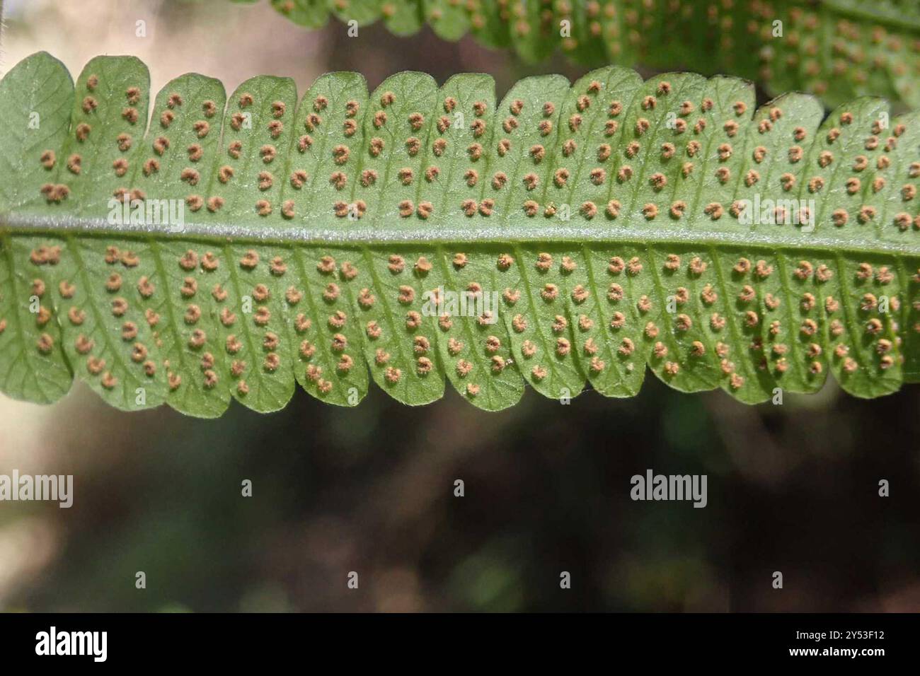 Soft Fern (Christella dentata) Plantae Stock Photo - Alamy