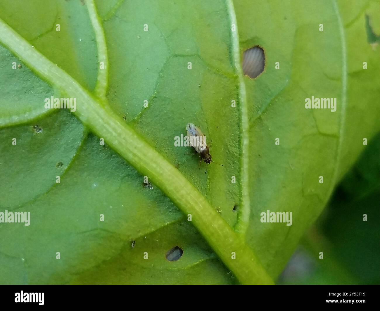 False chinch bugs (Nysius) Insecta Stock Photo - Alamy