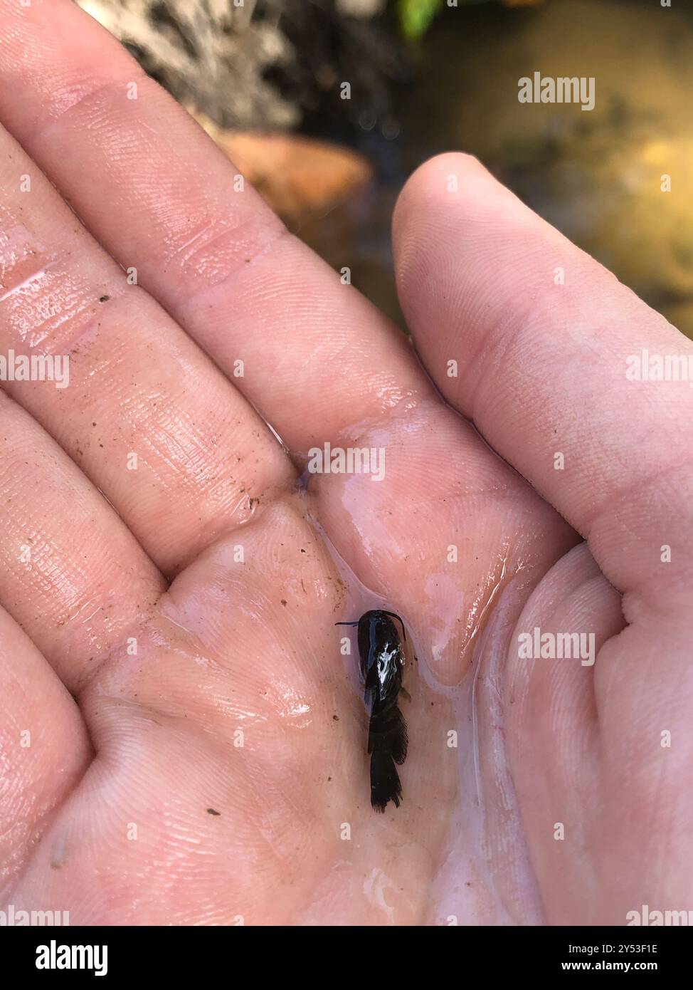 Bullheads (Ameiurus) Actinopterygii Stock Photo - Alamy