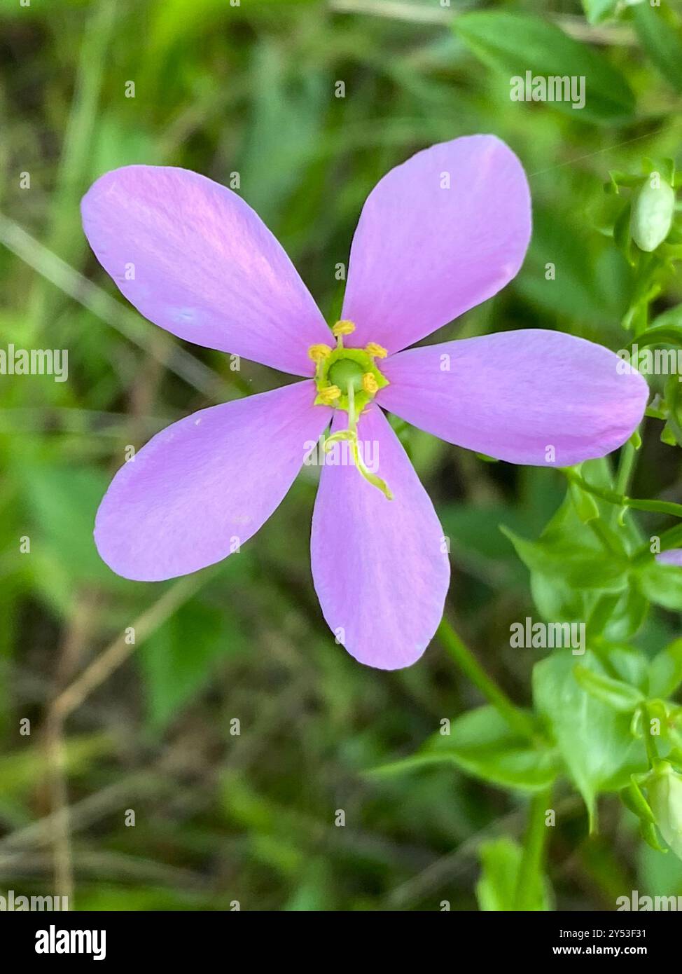 Rosepink (Sabatia angularis) Plantae Stock Photo - Alamy