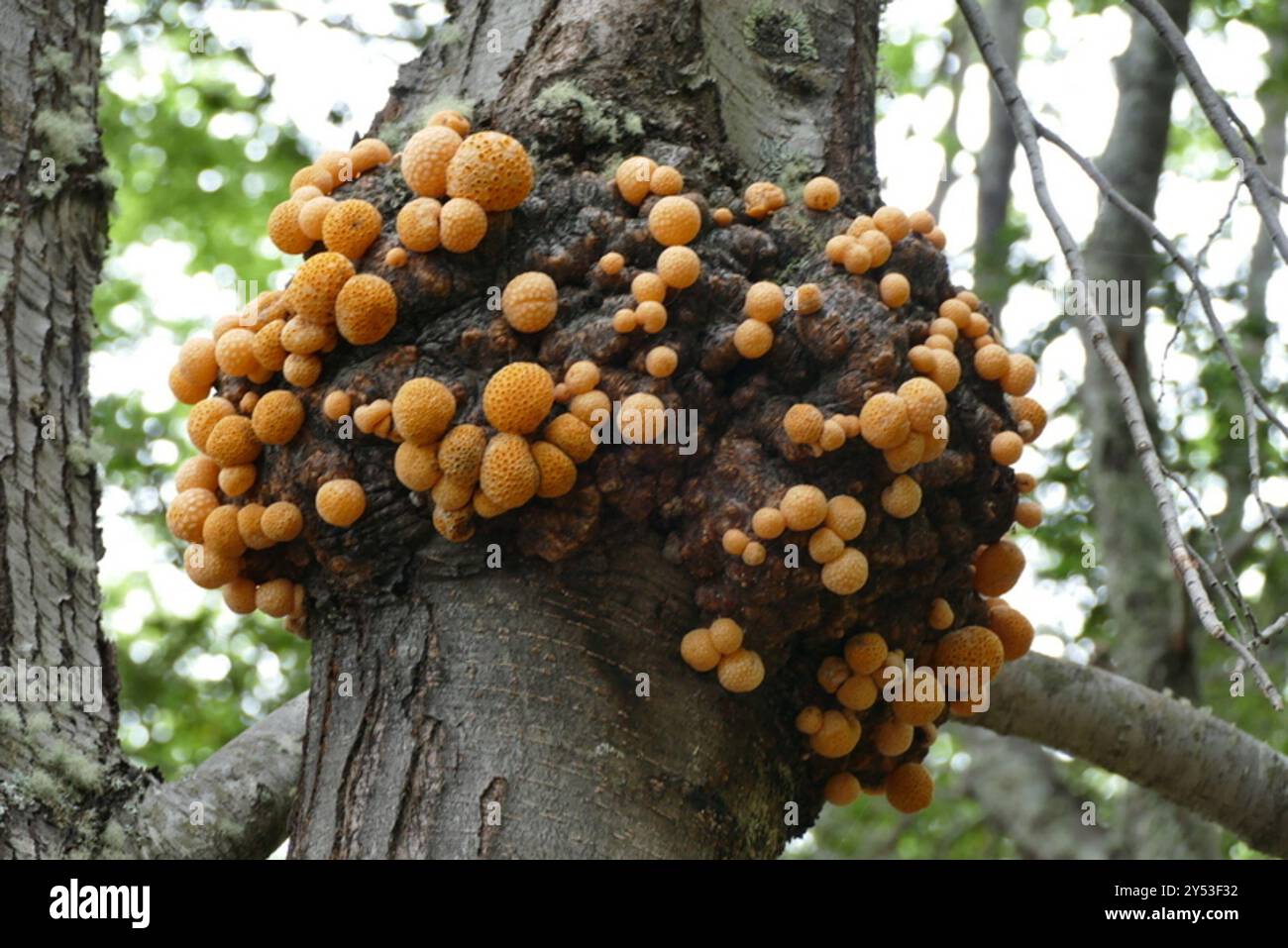 Darwins fungi hi-res stock photography and images - Alamy