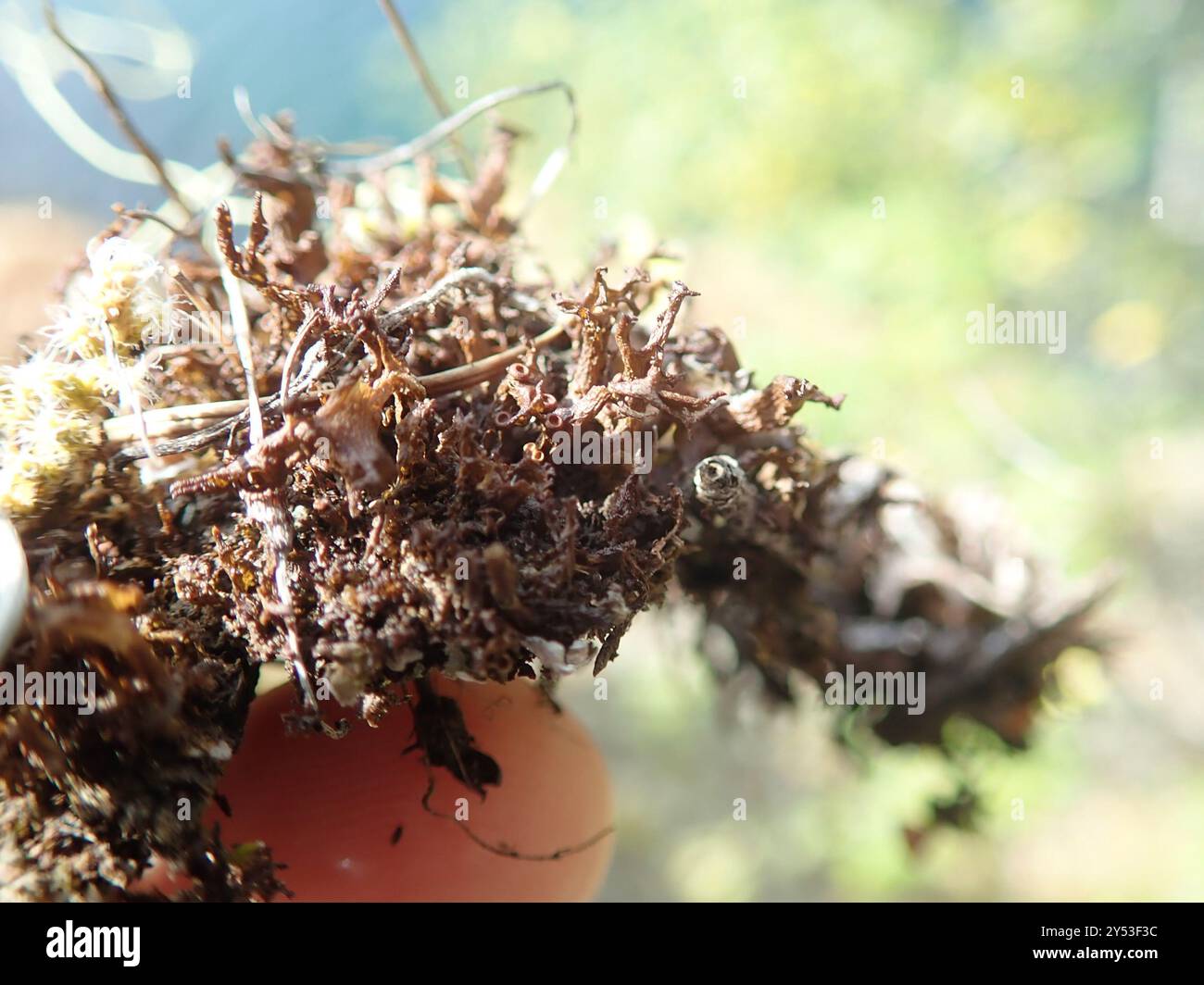 Antlered Jellyskin Lichen (Scytinium palmatum) Fungi Stock Photo - Alamy