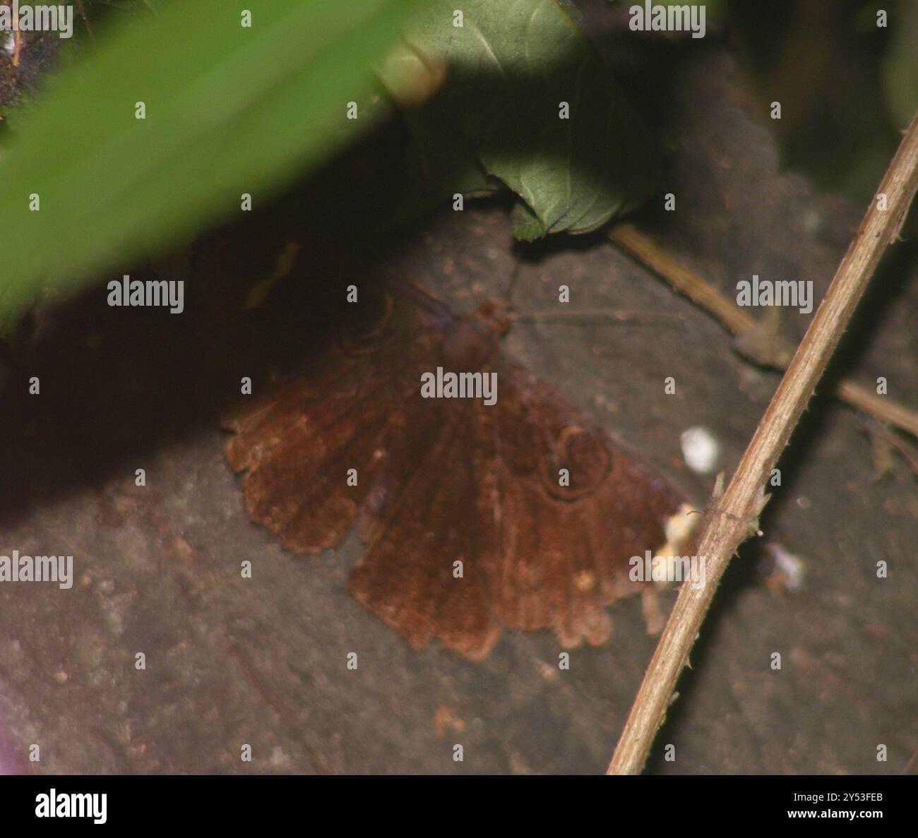 White-barred Owl moth (Erebus hieroglyphica) Insecta Stock Photo - Alamy
