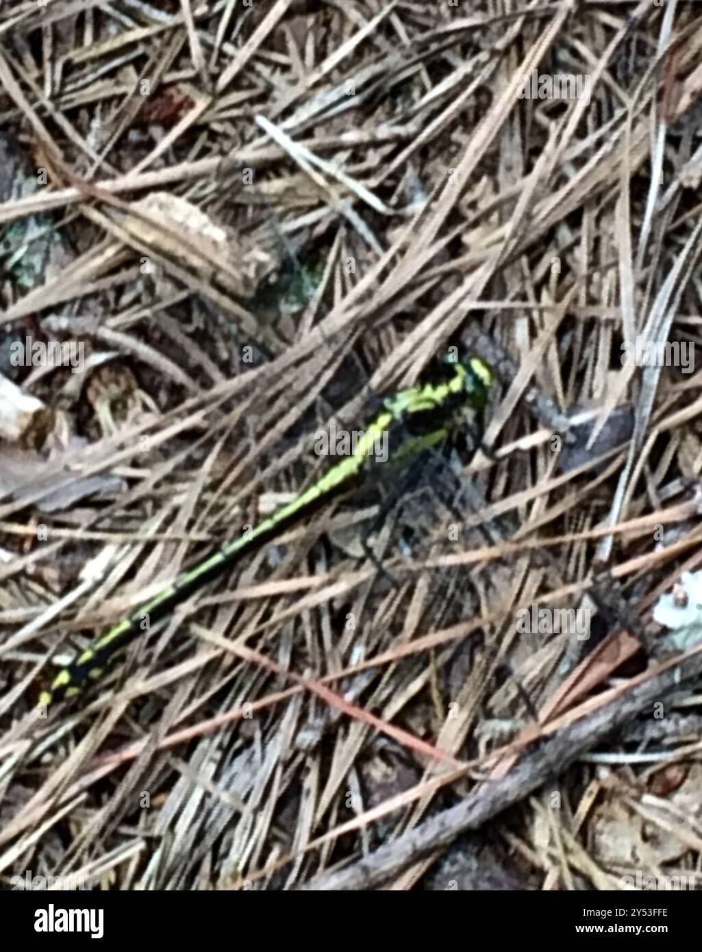 Black-shouldered Spinyleg (Dromogomphus spinosus) Insecta Stock Photo ...