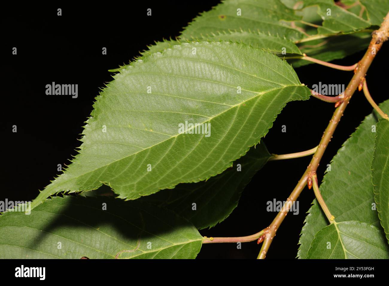 true cherries (Cerasus) Plantae Stock Photo - Alamy