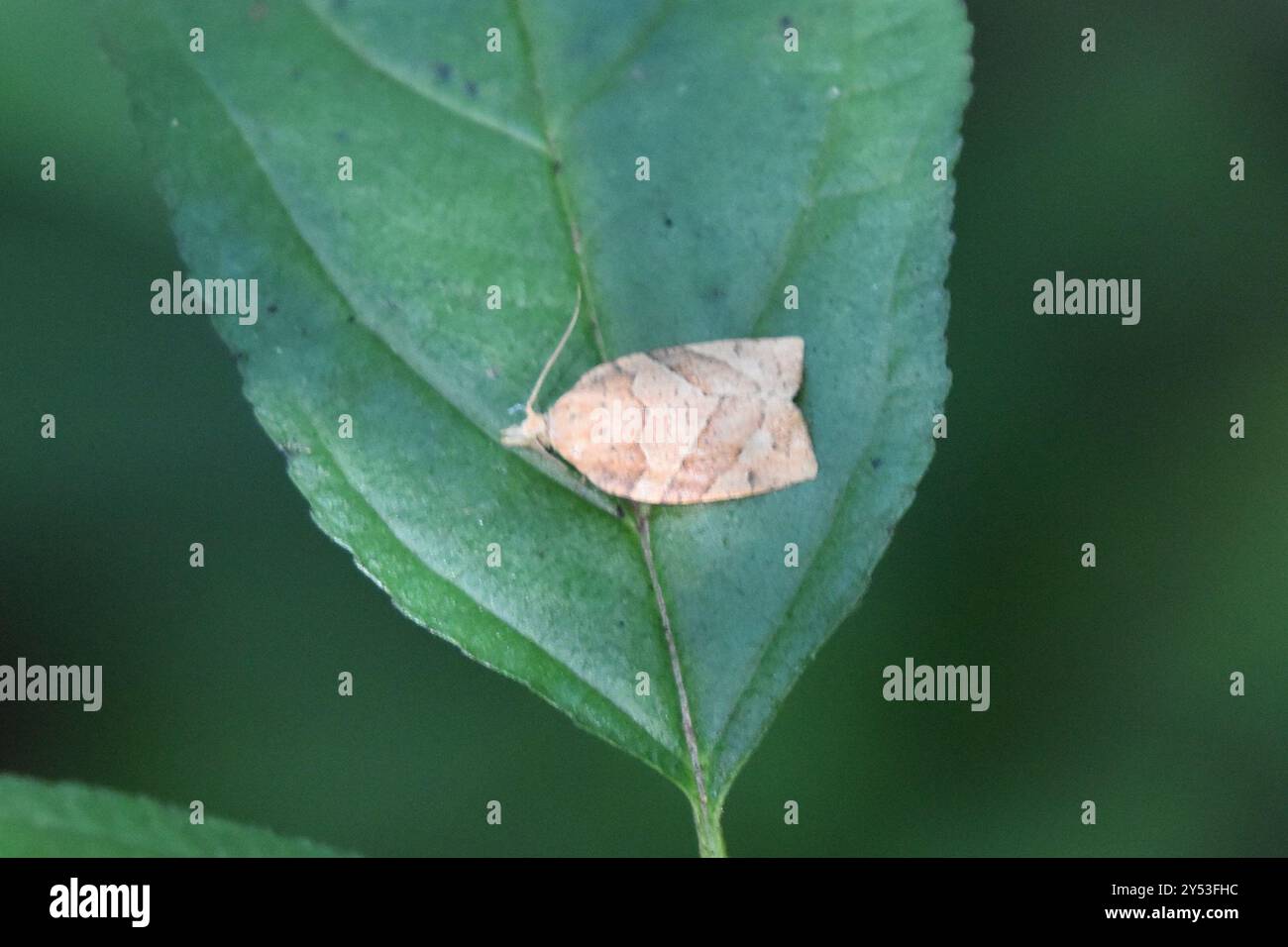 Woodgrain Leafroller Moth (Pandemis lamprosana) Insecta Stock Photo - Alamy