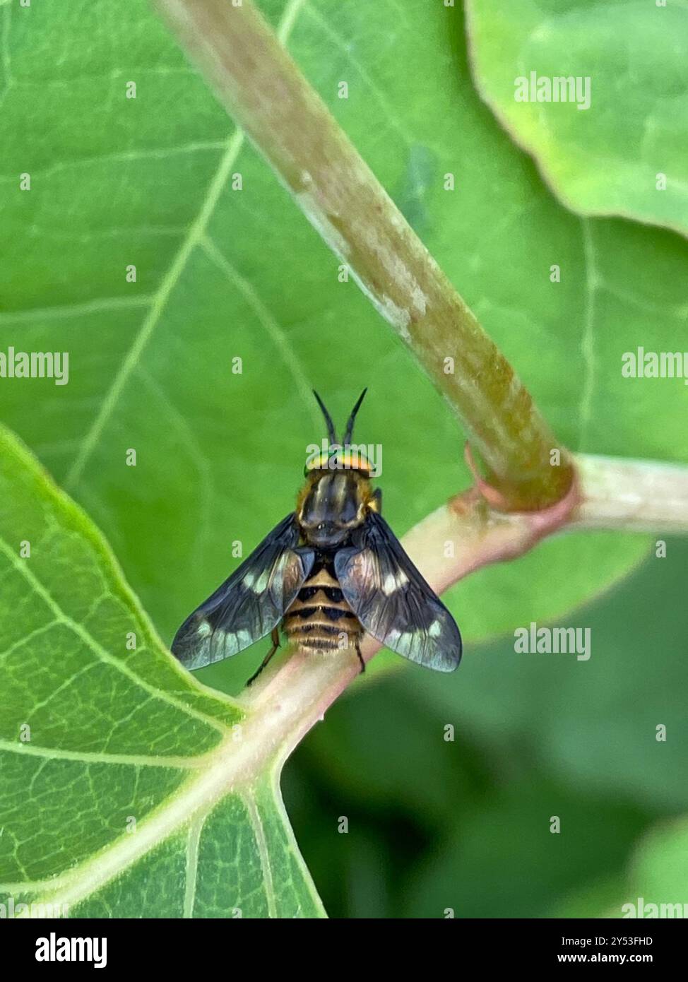 Twin-lobed Deer Fly (Chrysops relictus) Insecta Stock Photo - Alamy