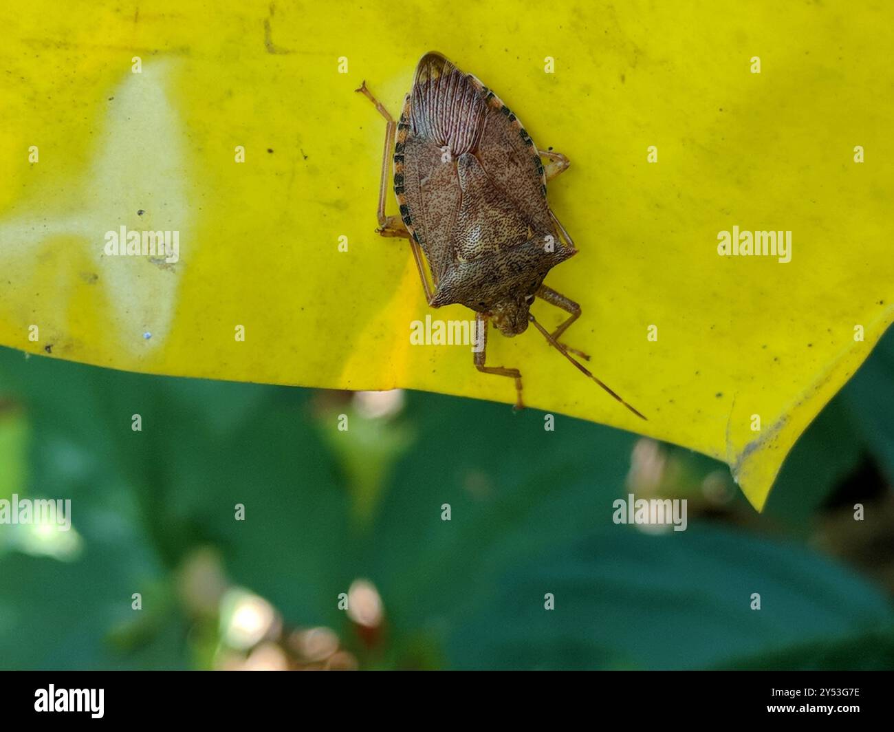 Predatory Stink Bugs (Asopinae) Insecta Stock Photo - Alamy