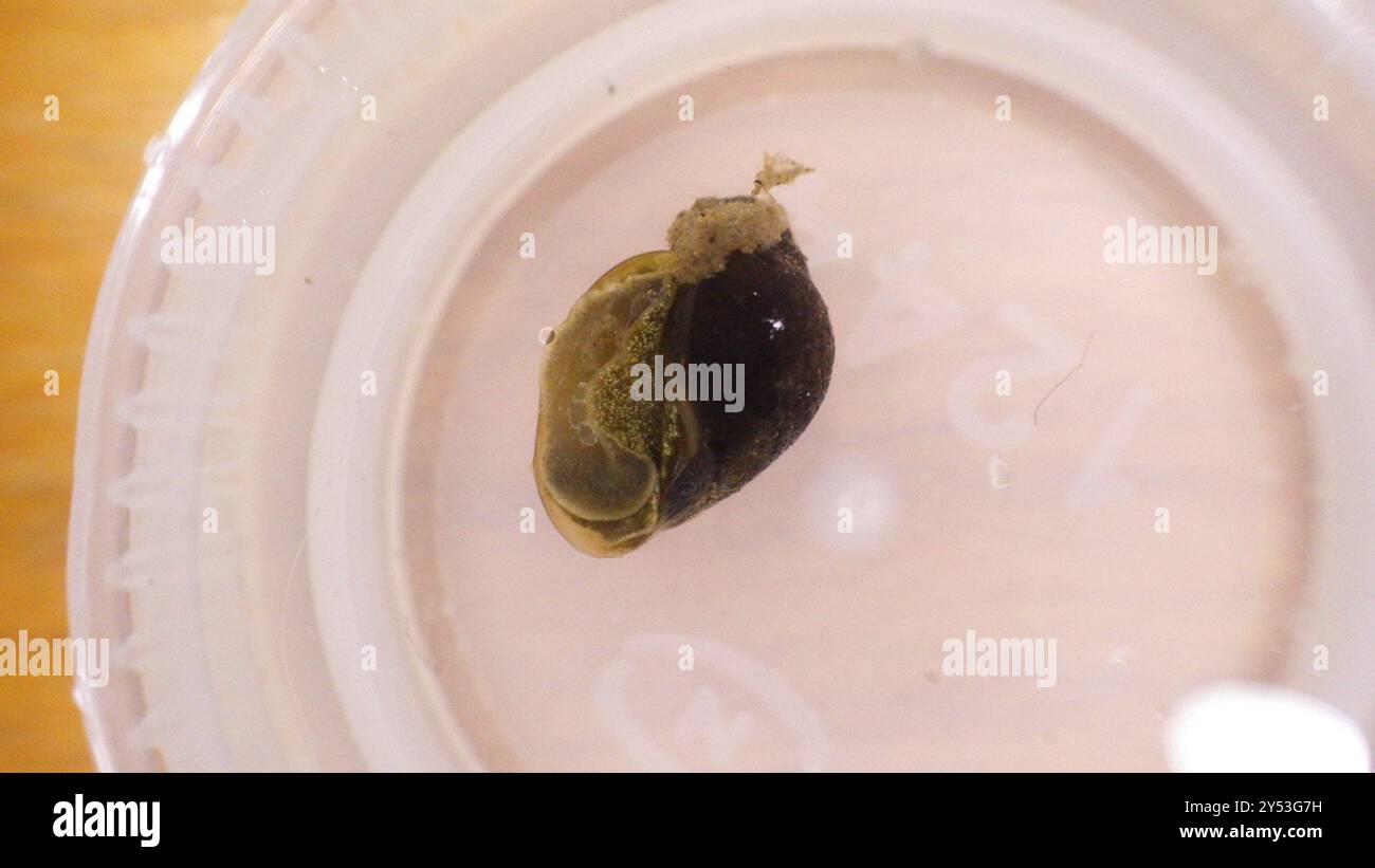 Bladder Snails (Physidae) Mollusca Stock Photo - Alamy