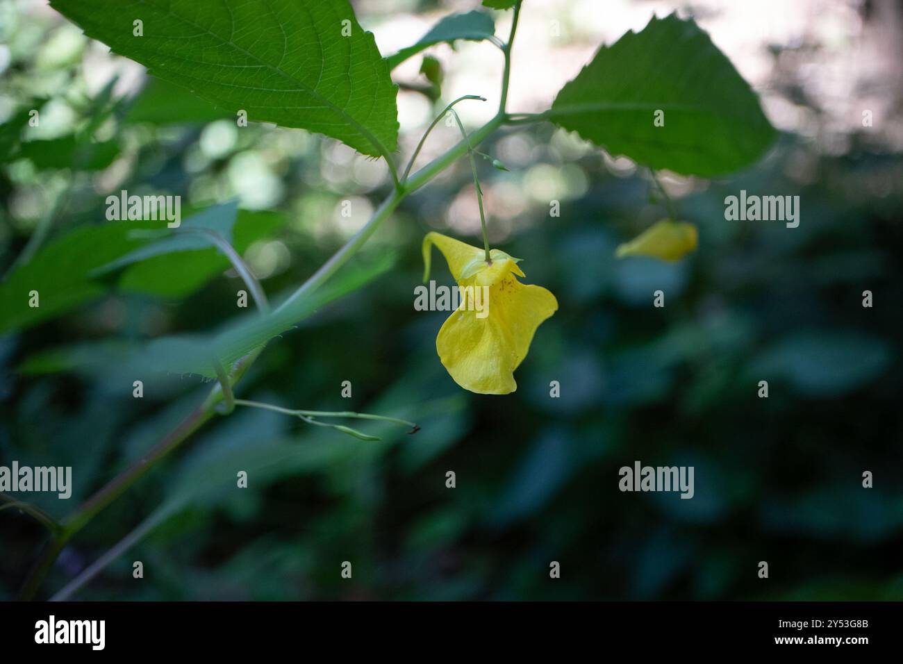 Touch-me-not Balsam (Impatiens noli-tangere) Plantae Stock Photo - Alamy