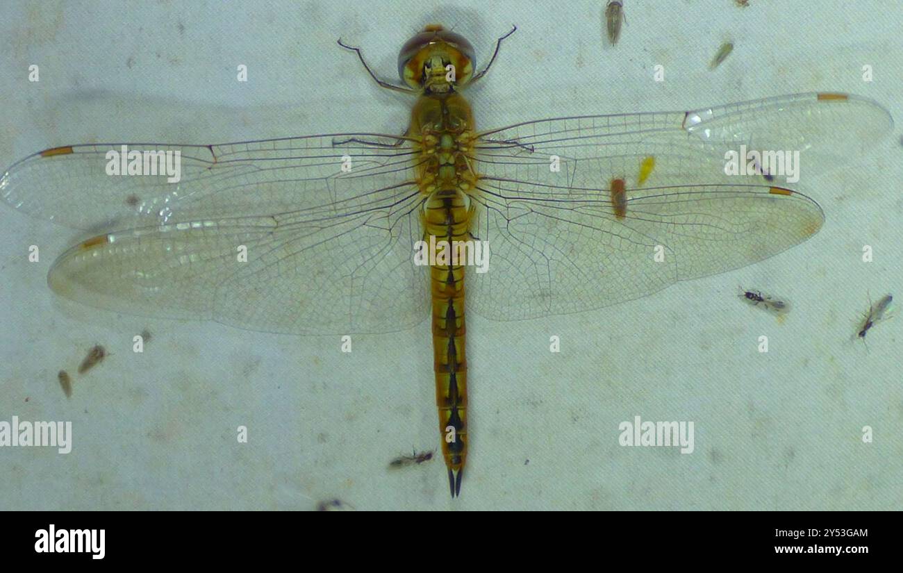 Wandering Glider (Pantala flavescens) Insecta Stock Photo - Alamy