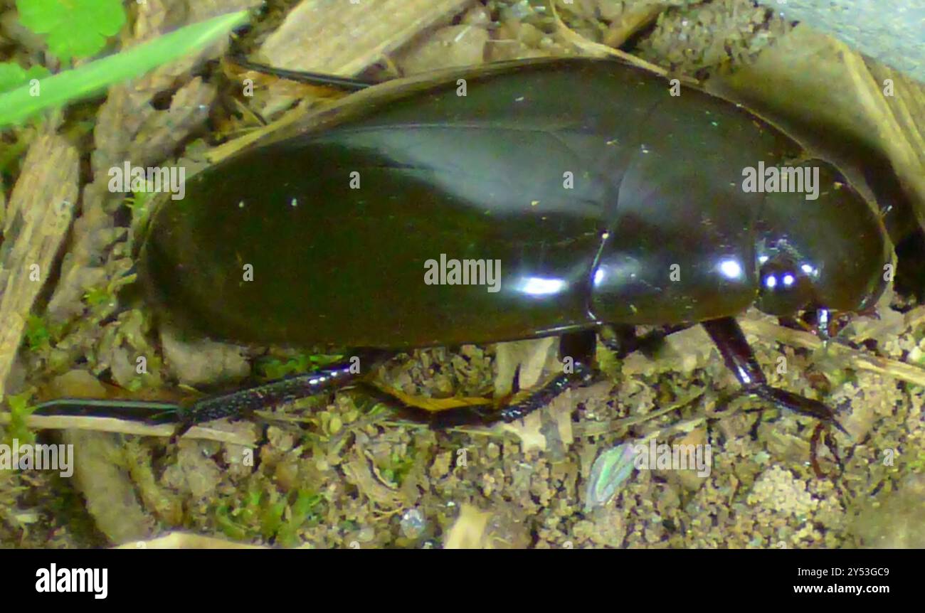 Giant Water Scavenger Beetle (Hydrophilus triangularis) Insecta Stock ...
